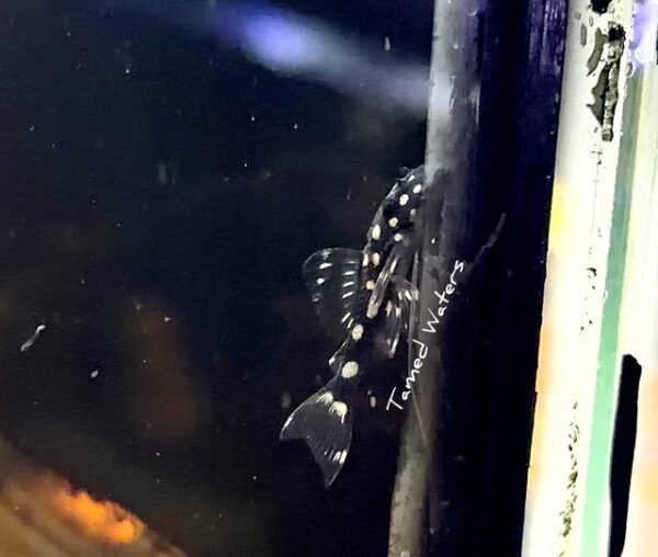 Mini Snowball Pleco – L471 - Tamed Waters